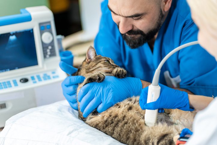 How to Tell If Your Cat is Pregnant | Brown Veterinary Hospital