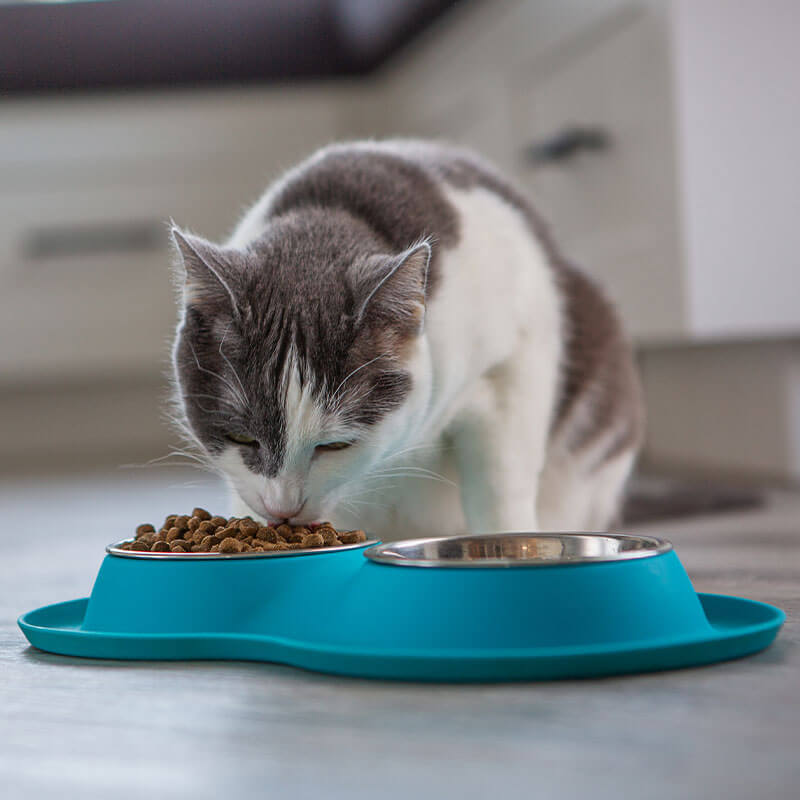 Pet Nutrition in Terre Haute, IN | Brown Veterinary Hospital