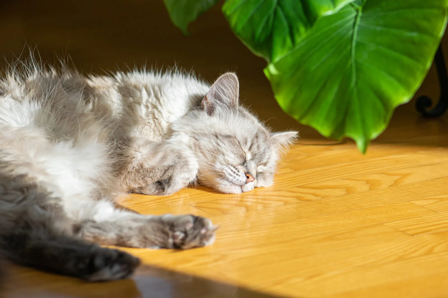 Why Do Cats Love the Heat? Feline Behavior Explained | Brown Veterinary ...