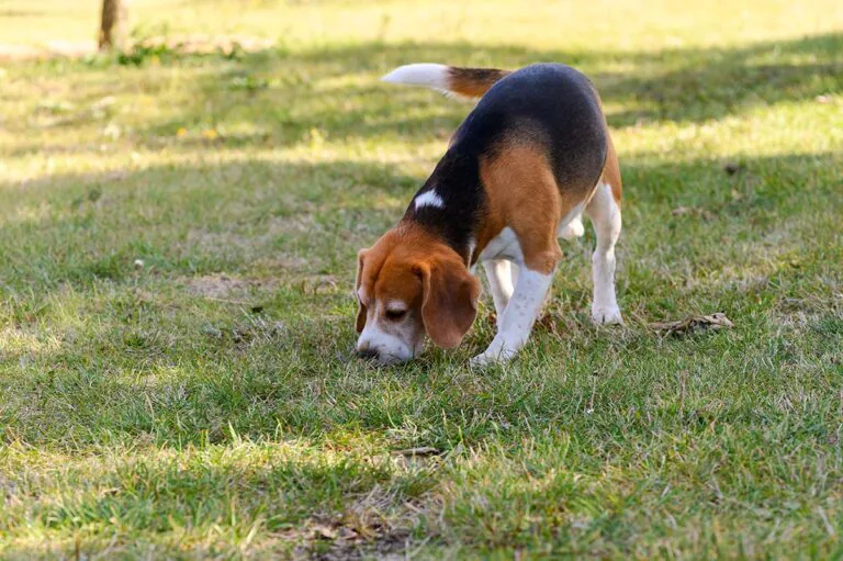 IBS in Dogs: Symptoms, Causes, and Veterinary Care | Brown Veterinary ...